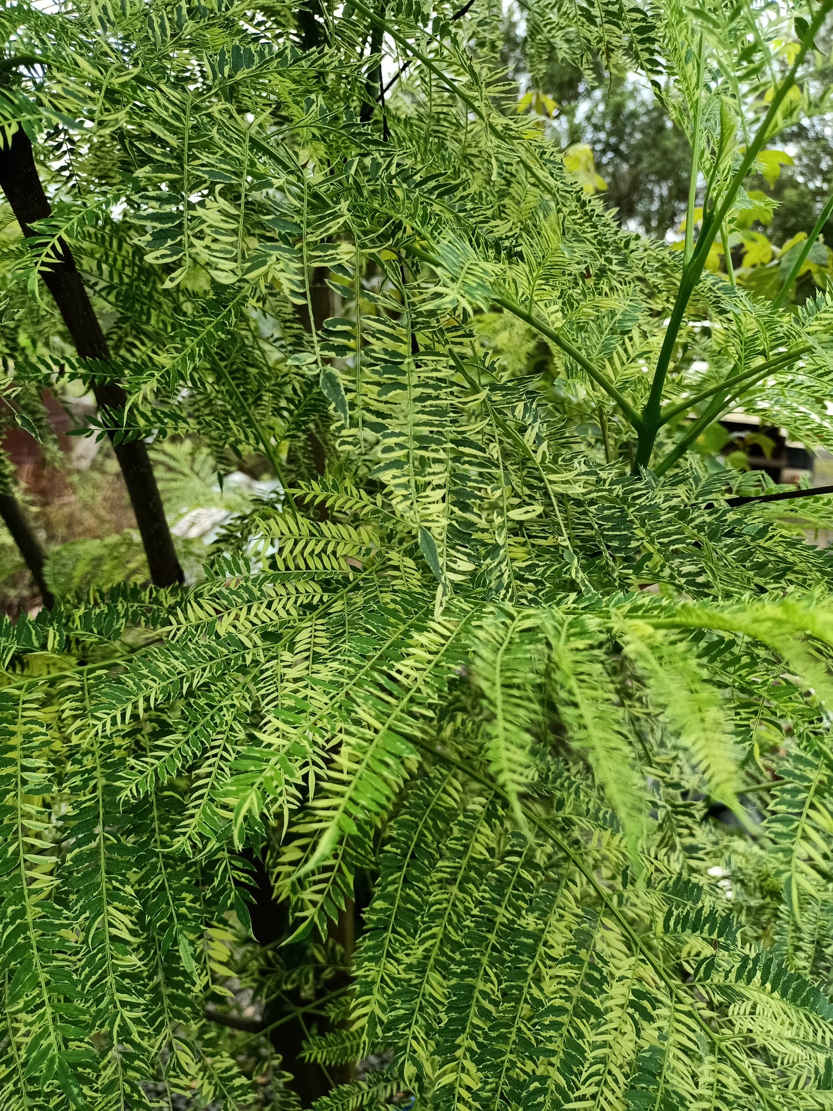 Jacaranda mimosifolia Variegated For Sale - Grafted – North Coast ...
