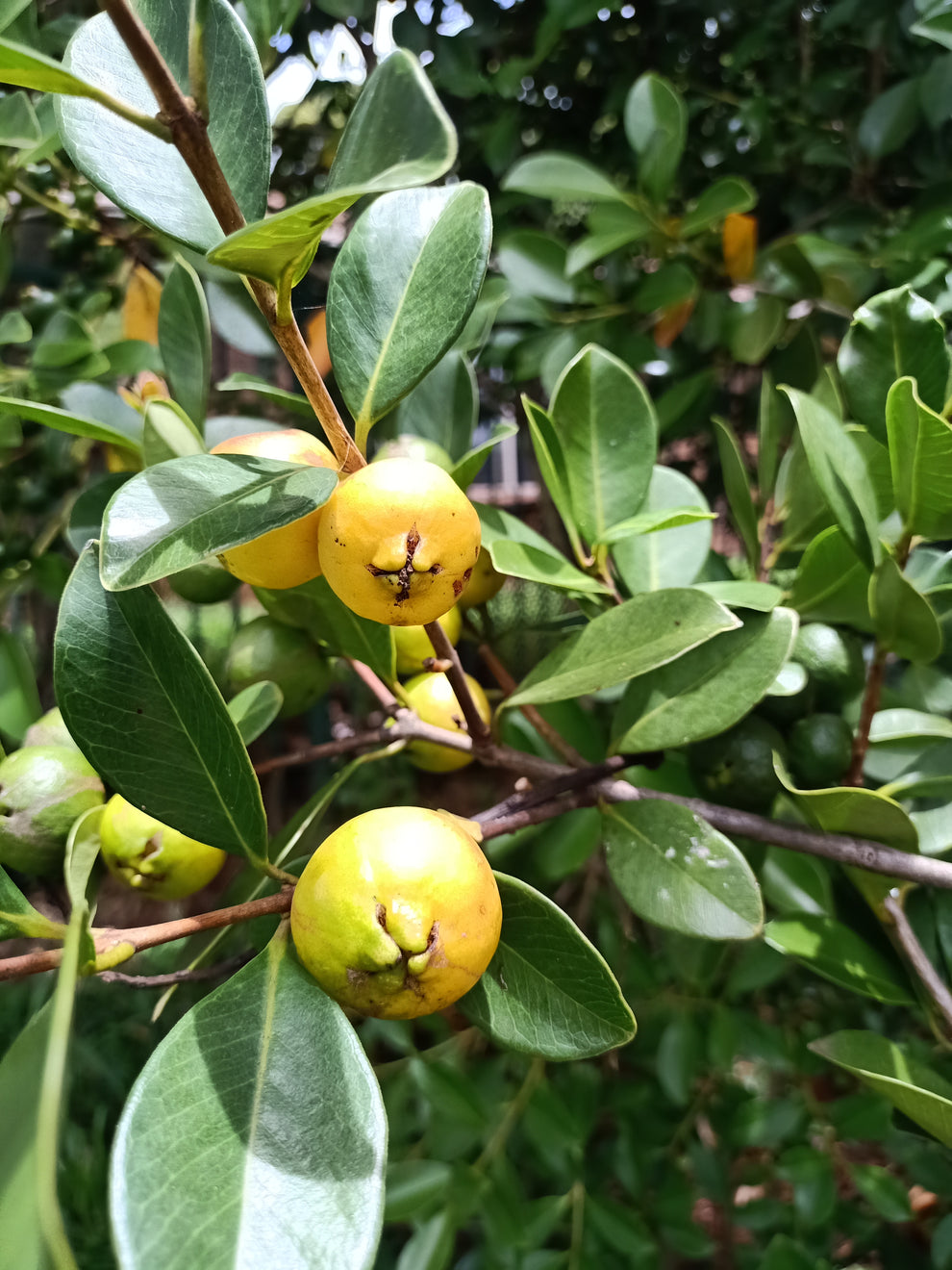 Lemon Guava/Yellow Cherry Guava Psidium littorale For Sale – North ...