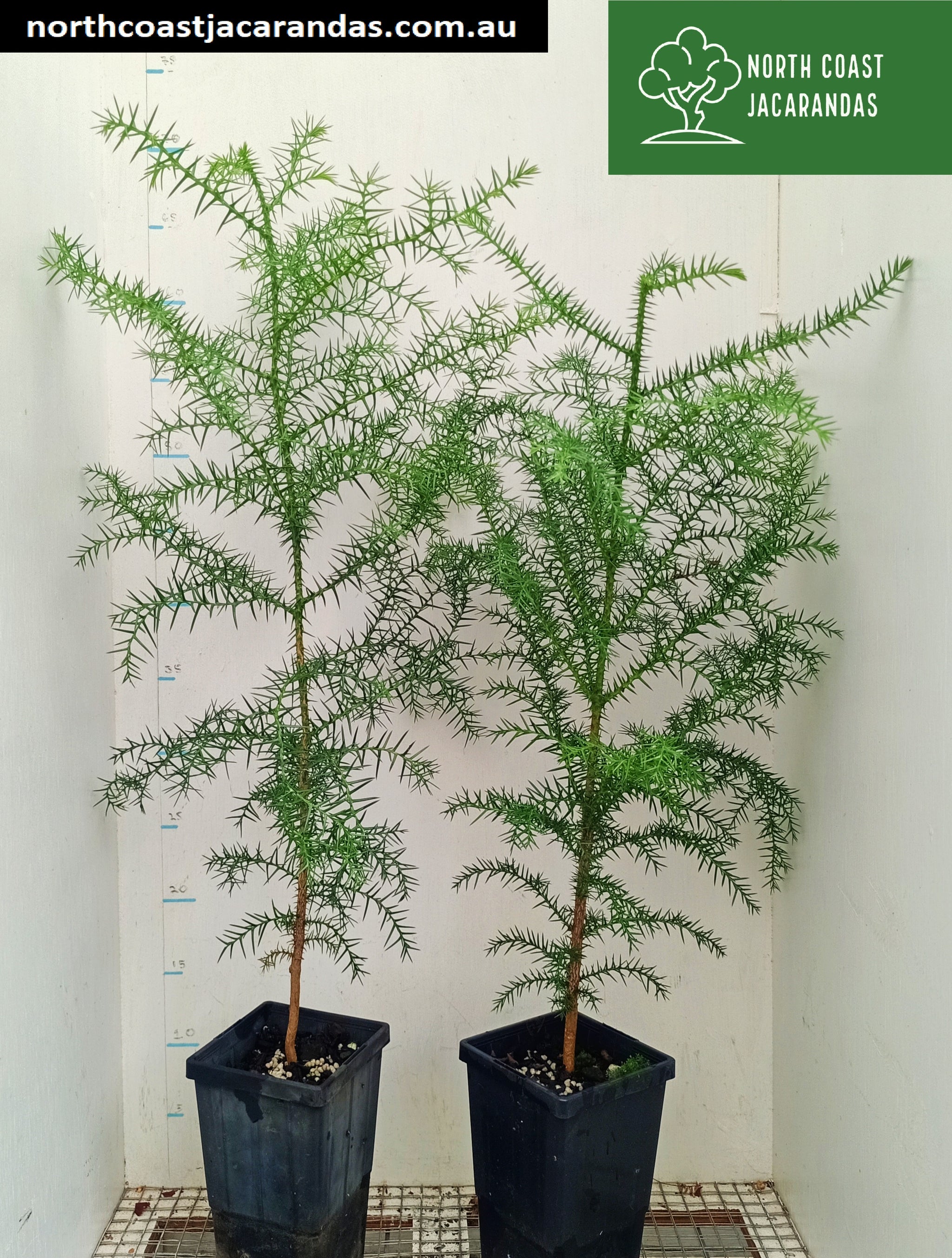 Hoop Pine - Araucaria cunninghamii For sale – North Coast Jacarandas