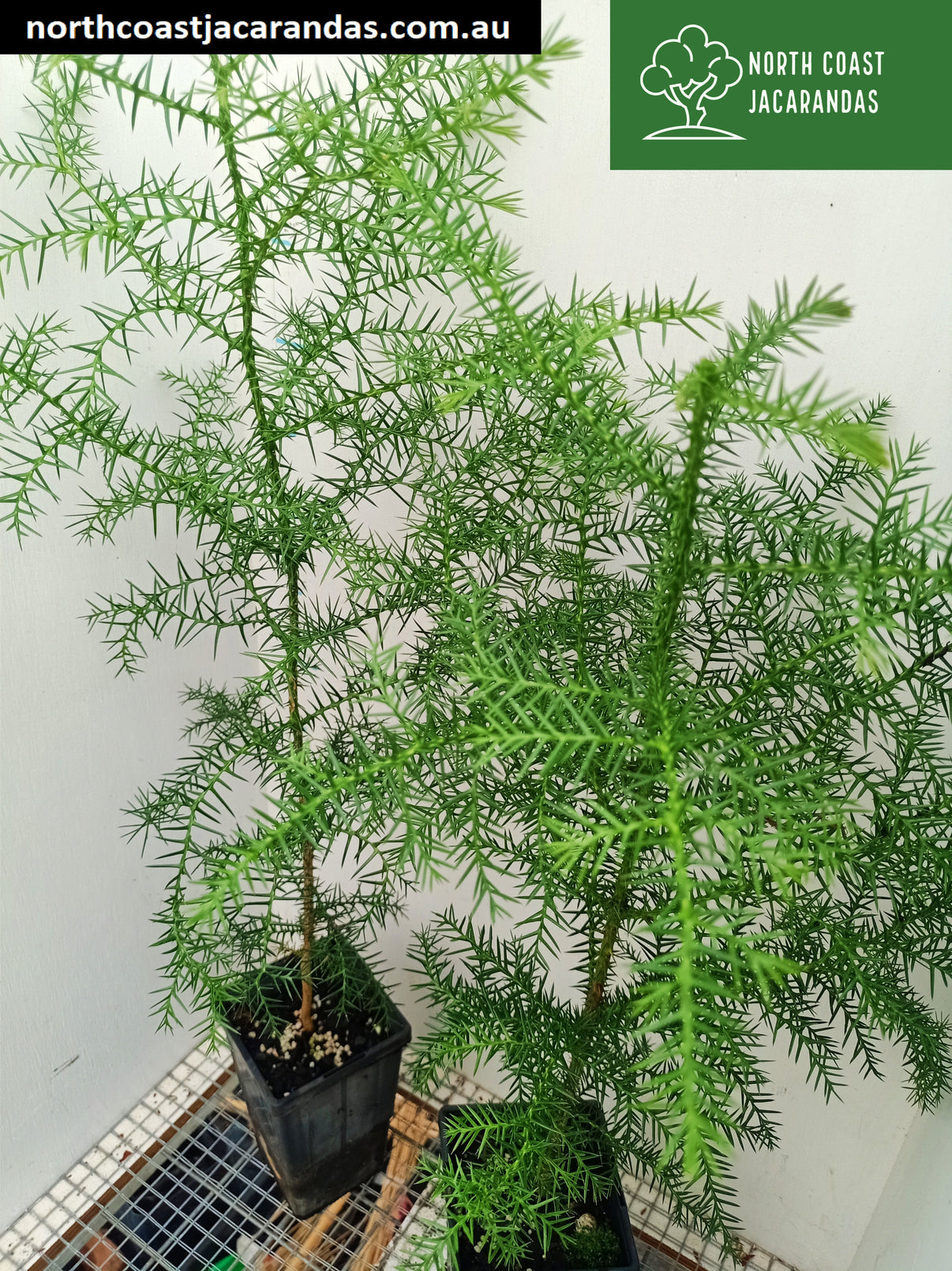 Hoop Pine - Araucaria cunninghamii For sale – North Coast Jacarandas