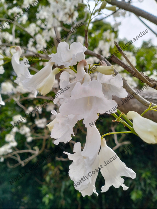 White Jacaranda tree For Sale -Jacaranda mimosifolia alba Grafted ...