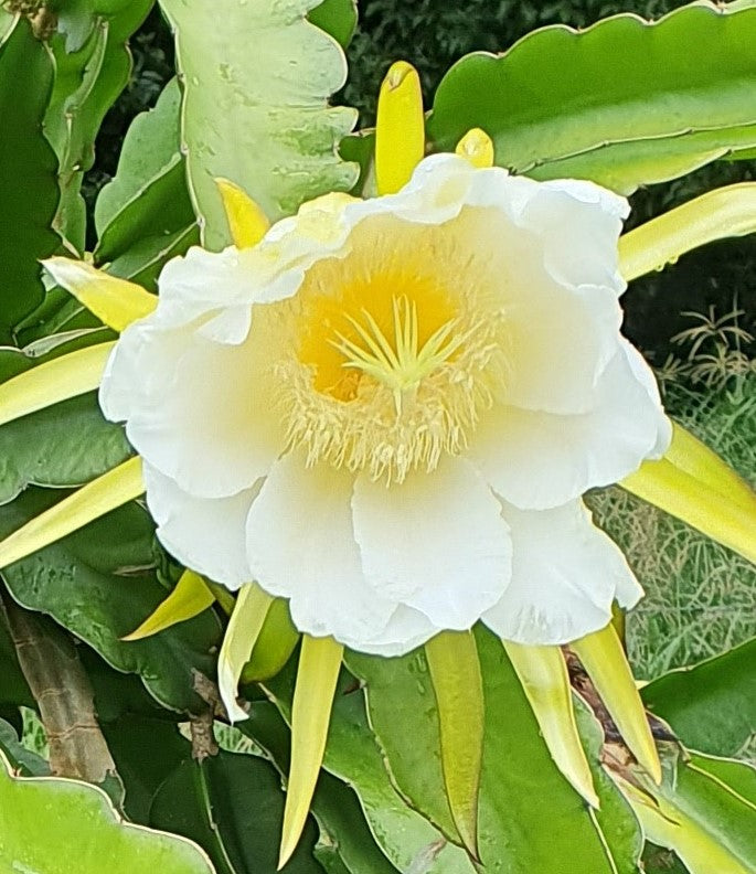 Red Dragon Fruit For sale (Aztec Gem) Hylocereus undatus "Aztec Gem ...