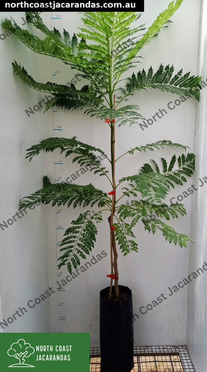 White Jacaranda tree For Sale -Jacaranda mimosifolia alba Grafted ...
