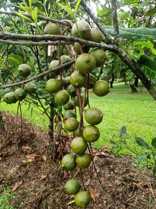 Grafted macadamia - Macadamia integrifolia Var. – North Coast Jacarandas