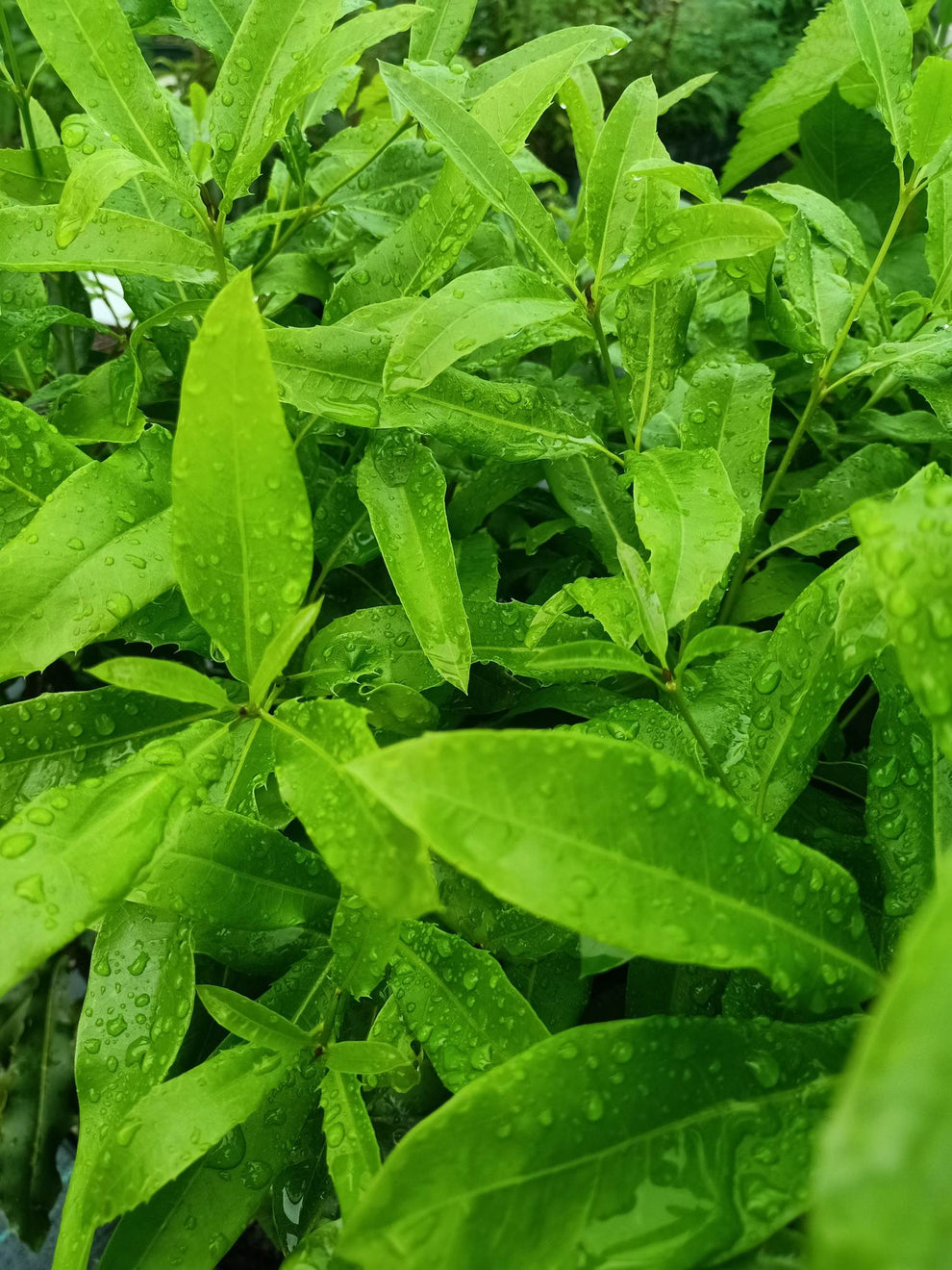 Grafted macadamia - Macadamia integrifolia Var. A4 – North Coast Jacarandas