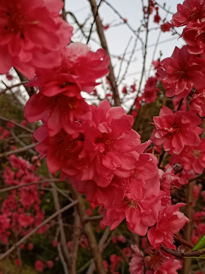Prunus persica 'Magnifica' Red double flowering peach tree Free express ...